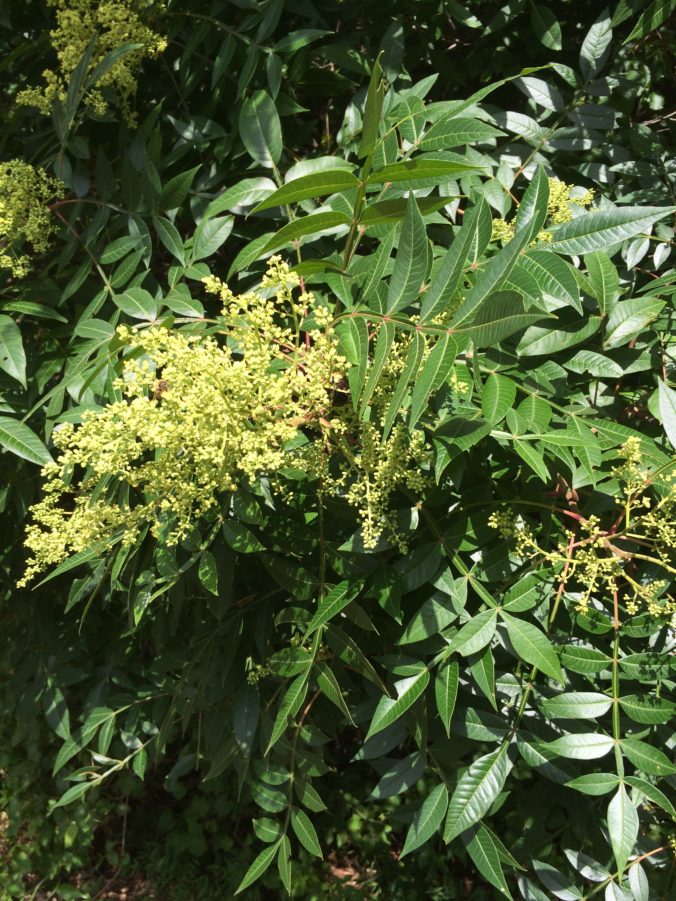 sumac leaves and bark was a source of tannin which is used to tan ...