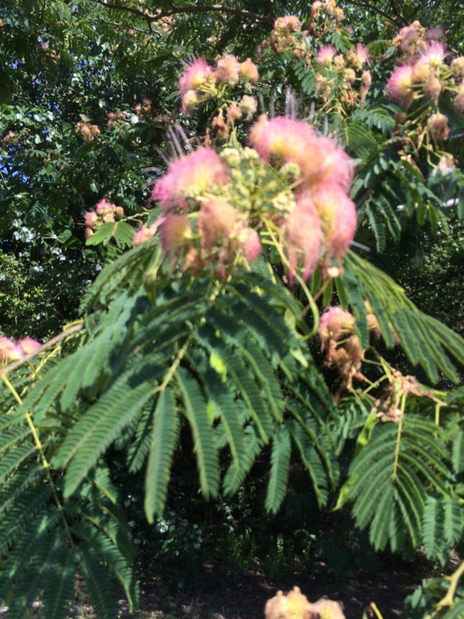 Mimosa, Albizia julibrissin – ChasingTrees