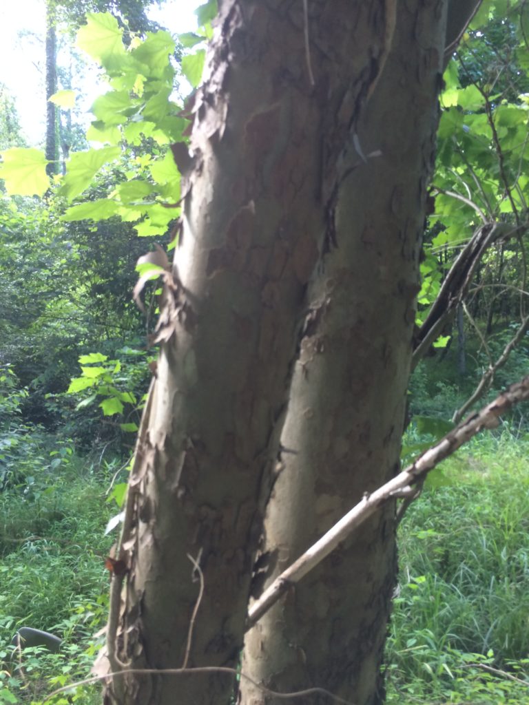 Zacchaeus climbed a sycamore tree – ChasingTrees