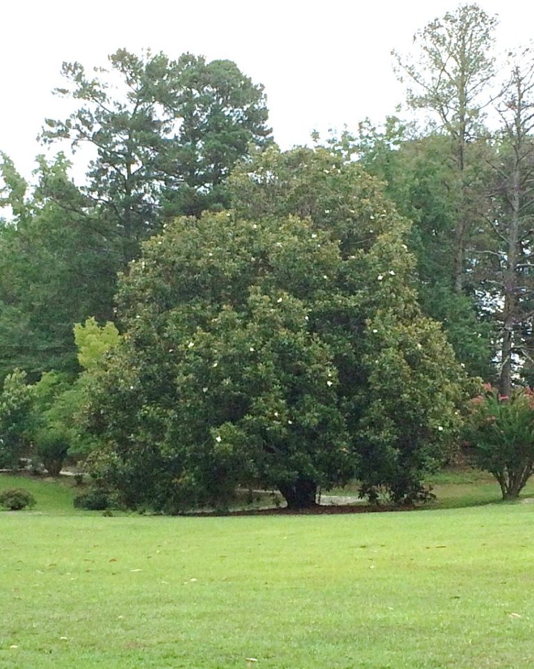 southern magnolia scientific name is Magnolia grandiflora – ChasingTrees